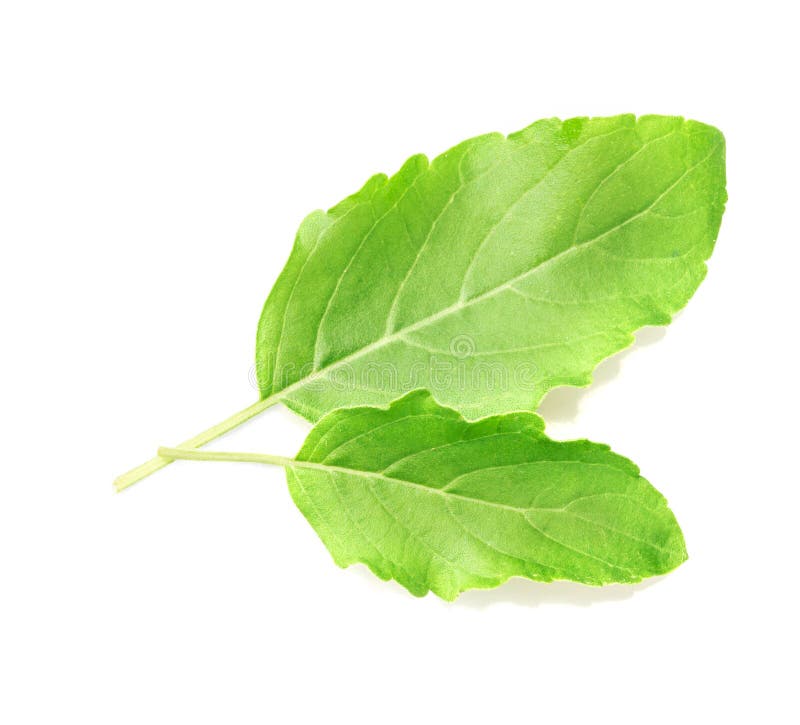 The Fresh Hot Basil Leaf on White Background Stock Image - Image of ...