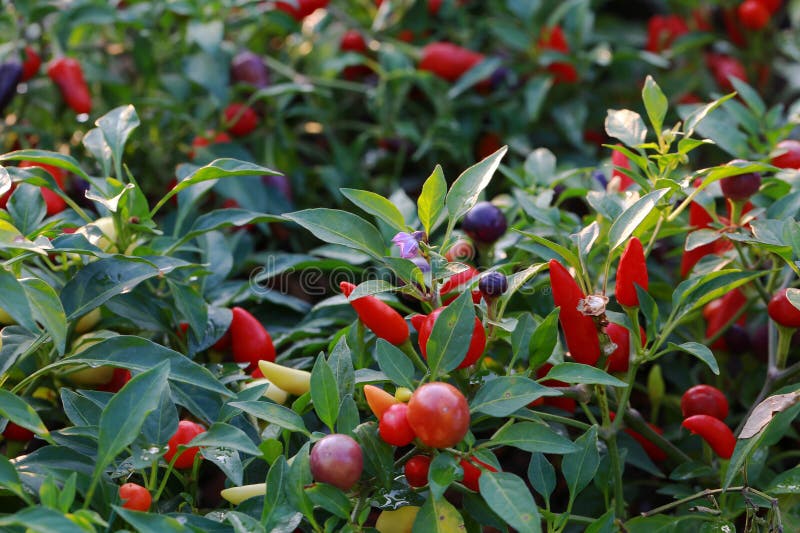 Fresh Hot Chili Peppers Plots in the Garden Stock Photo - Image of ...