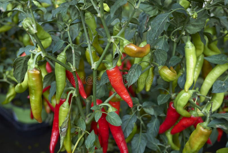 Fresh Hot Peppers of Capsicum Annuum Plants Stock Image - Image of food ...