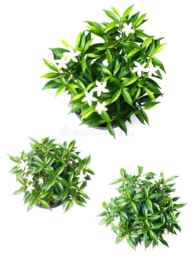 Fresh of House Plants Top View Isolated on White Background Stock Image ...