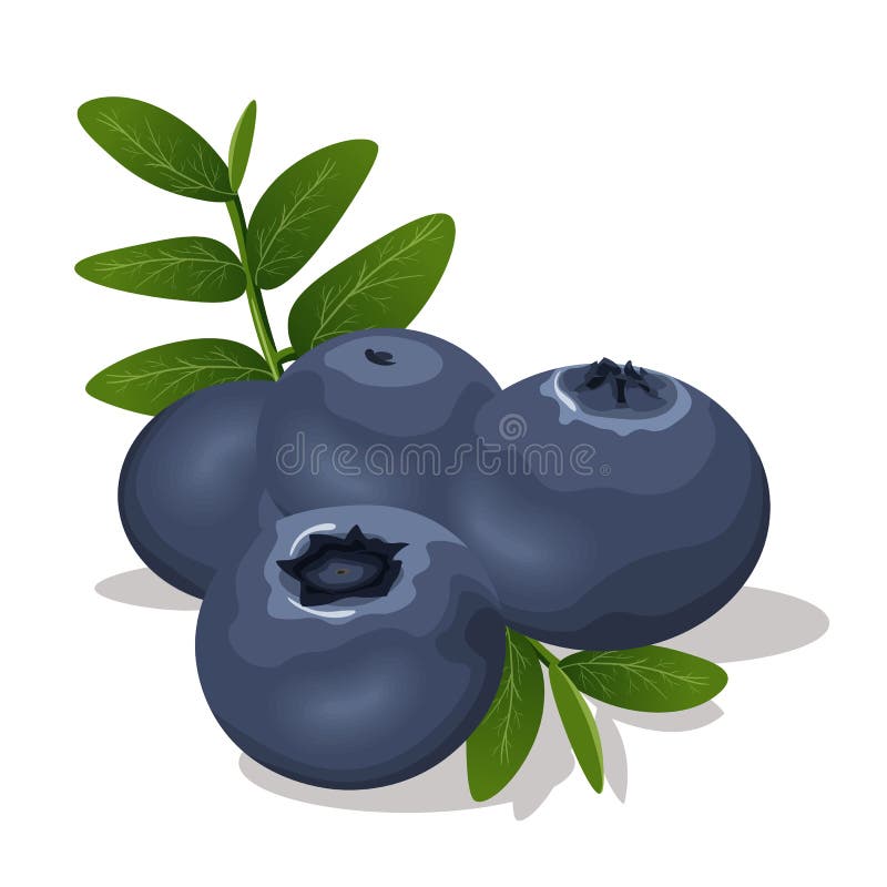 Huckleberry Stock Illustrations – 1,006 Huckleberry Stock Illustrations ...