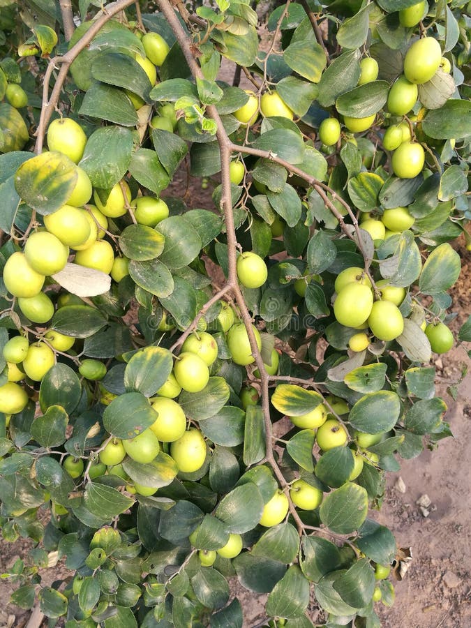 Fresh Indian Jujube stock photo. Image of delicious, leaf - 83731884