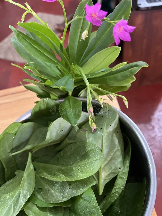 Fresh Indian Spinach Pasali Stock Photo - Image of malabar, food: 260868202