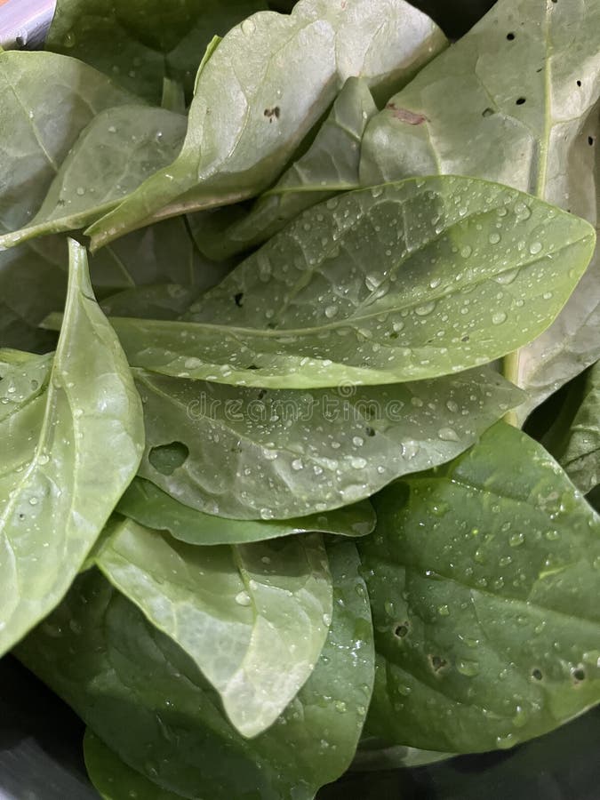 Pasali Stock Photos - Free & Royalty-Free Stock Photos from Dreamstime