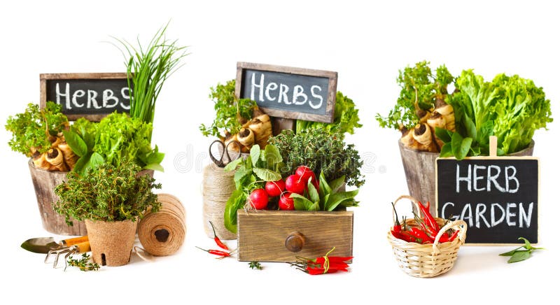 Fresh ingredients. stock image. Image of growing, organic - 45524219