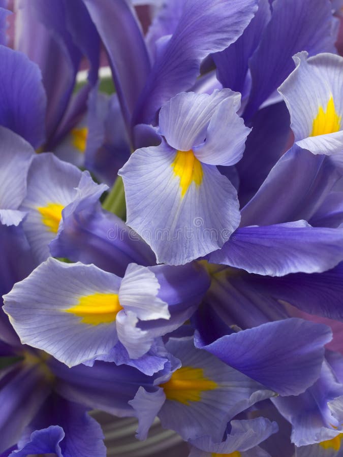 Fresh iris flowers stock photo. Image of floral, romansce - 26073014