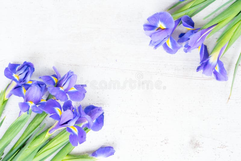 Fresh iris flowers stock photo. Image of summer, view - 220863248