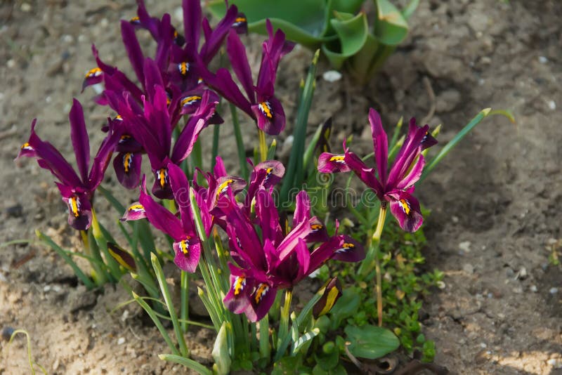 Fresh Iris-snowdrop in the Garden. Spring Flowers Primroses Stock Photo ...