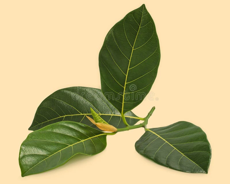 Jackfruit Leaf Isolated on White Background Stock Photo - Image of ...