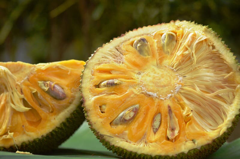 Fresh jackfruit organic stock image. Image of citrus - 182302531