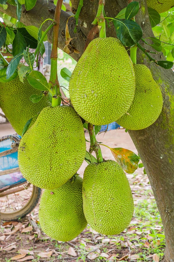 Rot jackfruit stock photo. Image of agriculture, orchard - 83356270