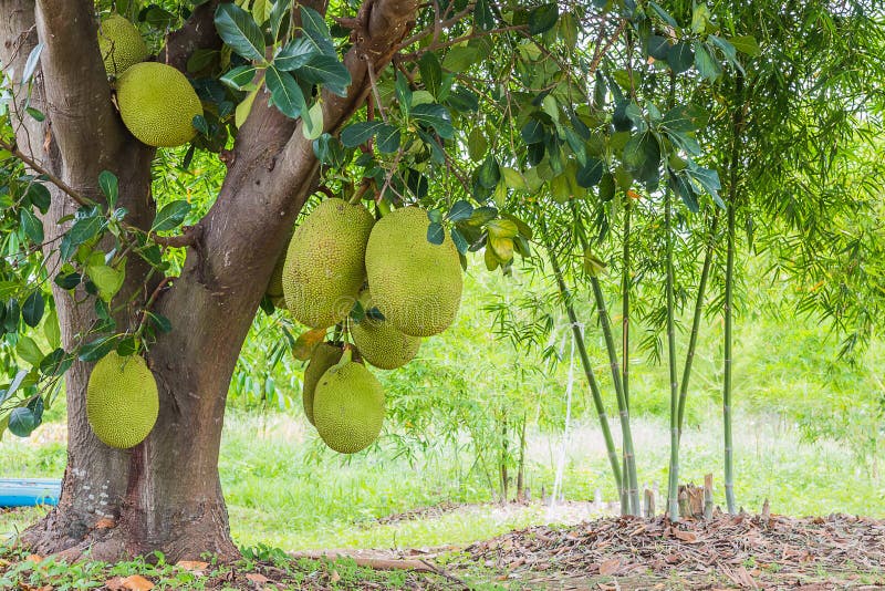 Fresh jackfruit on tree stock image. Image of tree, thai - 93521395