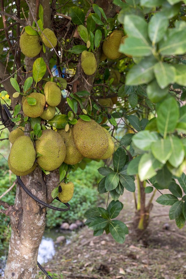 Fresh Jackfruit Tree. Jackfruit Traditional Fruit on the Tree. Lots of ...