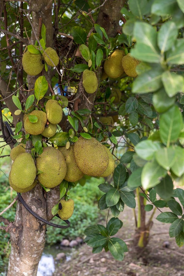 Fresh Jackfruit Tree. Jackfruit Traditional Fruit on the Tree. Lots of ...
