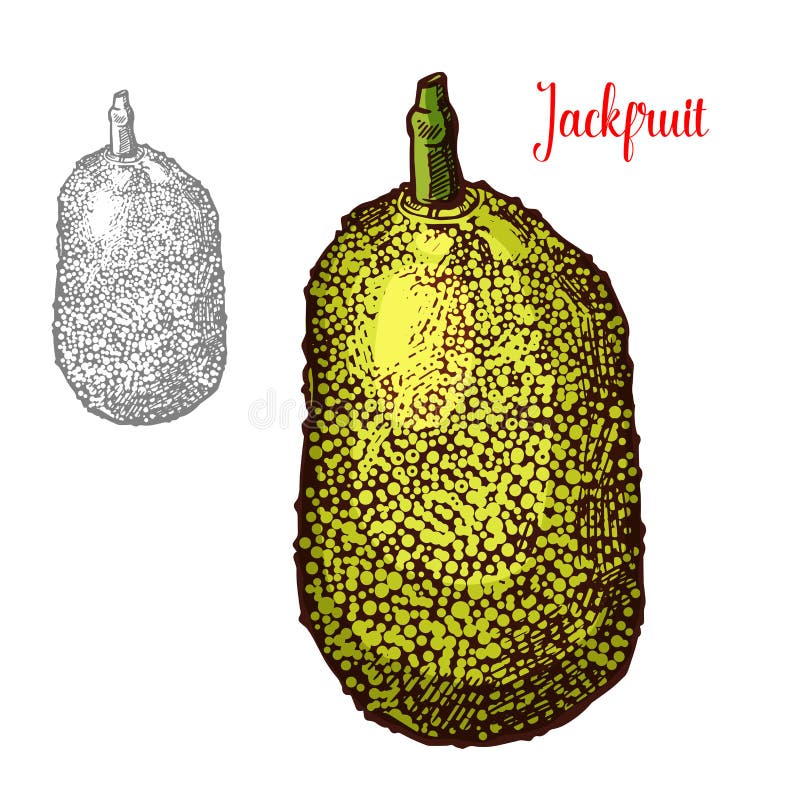 Jackfruit, Vector Illustration. Exotic Fruit. Hand-drawn Style. Stock ...