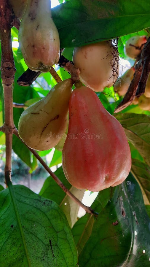 Fresh Jamaican Guava Fruit Hanging in a Tree Stock Photo - Image of ...