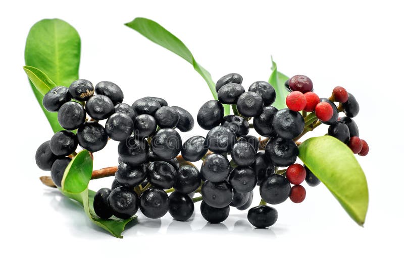 Jambolan Plum or Java Plum Isolated on White Background Stock Photo ...