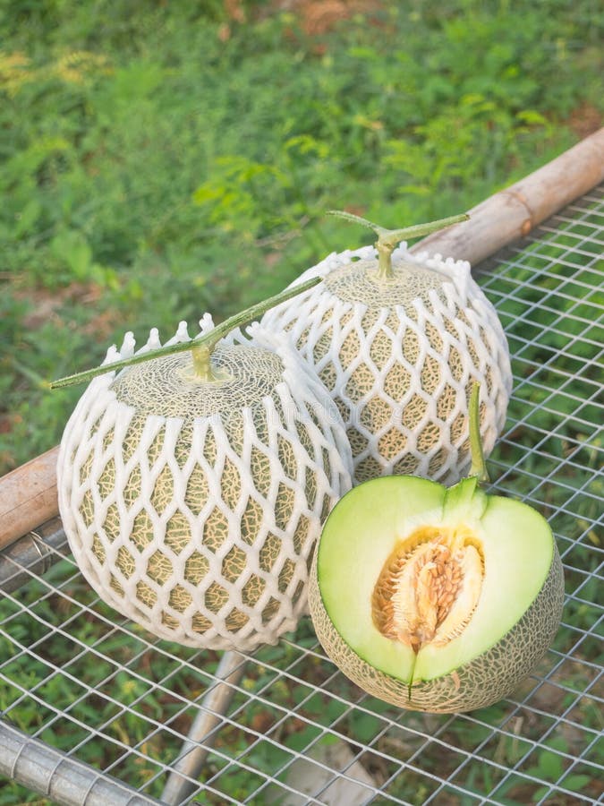 Garden Melons Musk Stock Photos - Free & Royalty-Free Stock Photos from ...