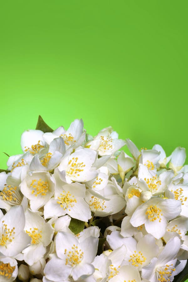 Fresh jasmine stock photo. Image of green, softness, nature - 14762826