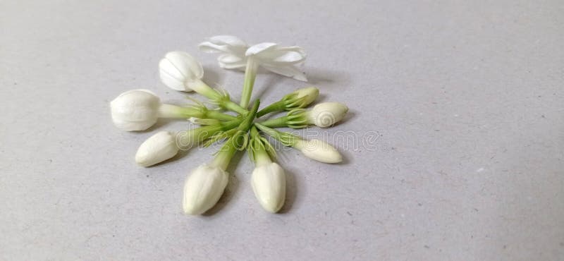 Fresh Jasmine Flower Starting from Small Size and when Flower Blooms ...