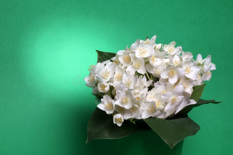Fresh Jasmine. Summer Flower Stock Photo - Image of fragility, fragile ...