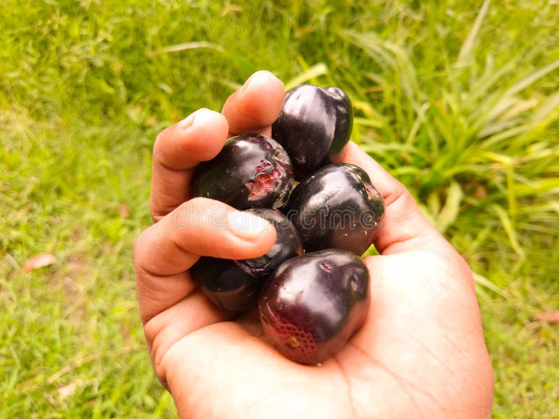 Fresh Java Plum in Farmer Hand. Syzygium Cumini, Commonly Known As ...