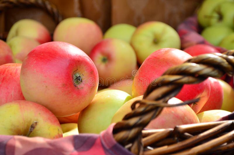 Fresh Juicy Apples in Basket Stock Photo - Image of market, breakfast ...