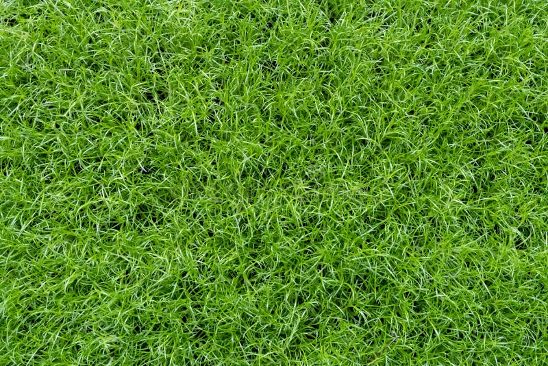 Fresh, Juicy, Bright Green Grass. Top View Stock Photo - Image of ...