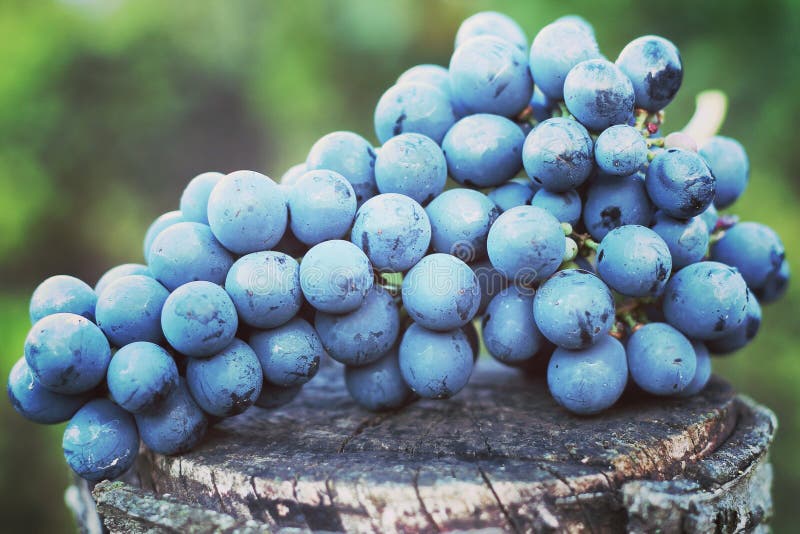 Fresh juicy grape stock photo. Image of classic, crop - 33419450