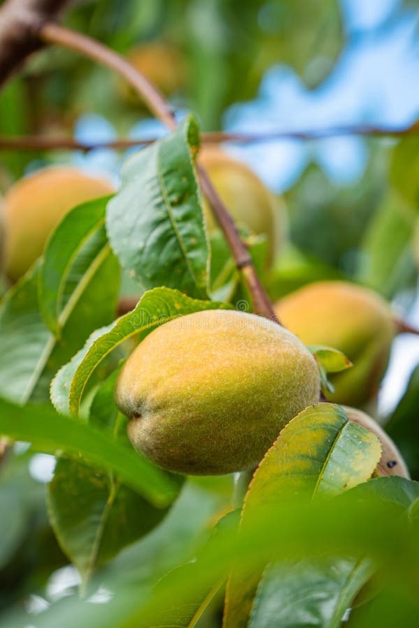 Fresh and Juicy Peach Ripening on a Peach Tree Branch Stock Photo ...