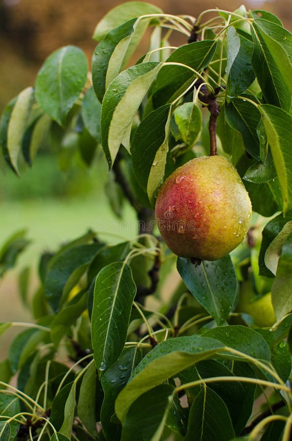 Fresh Juicy Pears Grow on a Tree with Leaves Stock Image - Image of ...