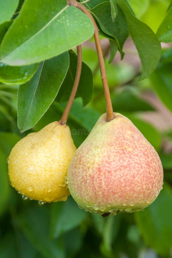 Fresh Juicy Pears on Pear Tree Branch Stock Image - Image of natural ...