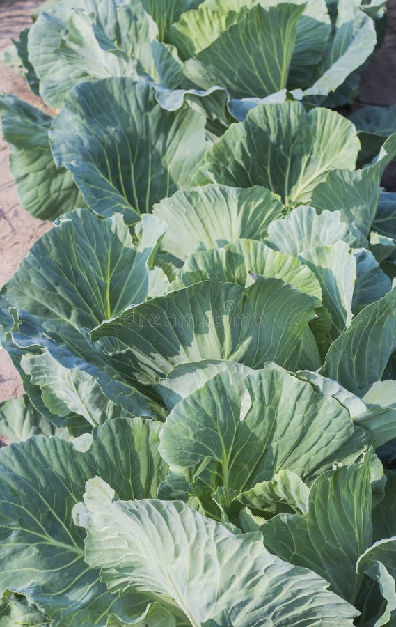 Fresh Juicy White Cabbage Growing in the Garden Stock Photo - Image of ...