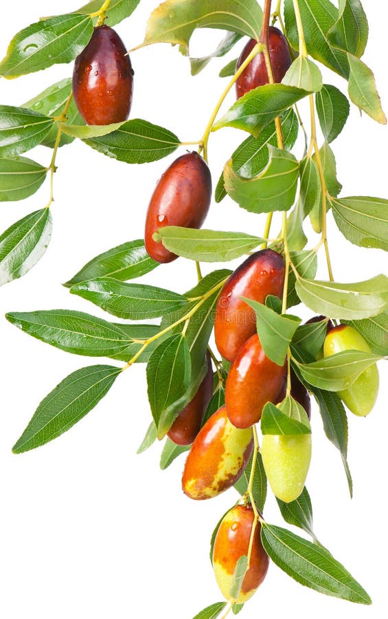 4,265 Fresh Jujube Fruit Stock Photos - Free & Royalty-Free Stock ...