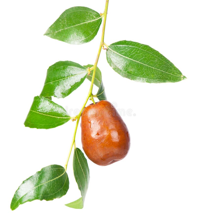 Fresh jujube fruit stock image. Image of green, brown - 66394407