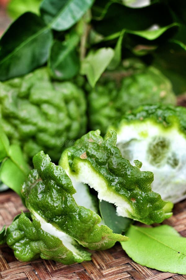 Fresh kaffir stock photo. Image of kaffir, green, herb - 34310762