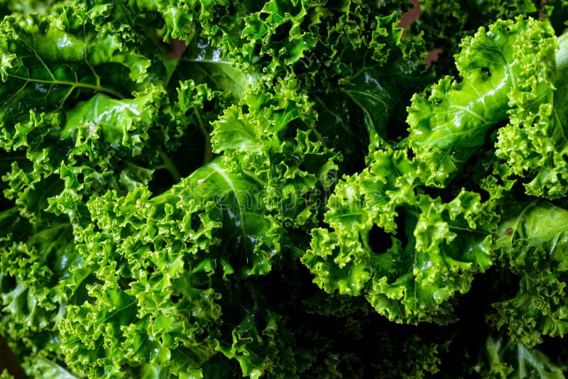 Kale Brassica oleracea stock image. Image of healthy - 105473075