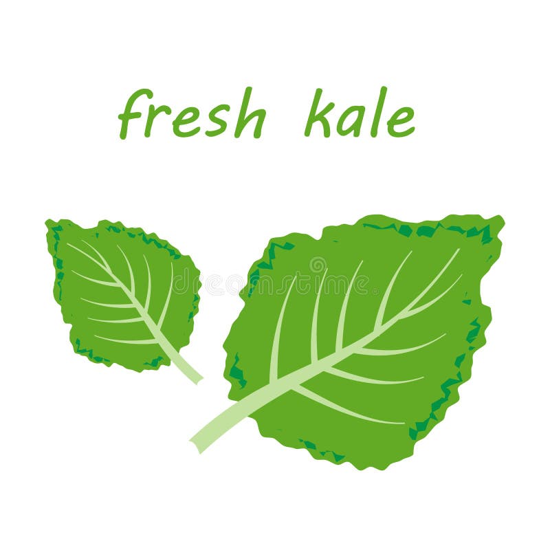 Fresh Kale stock vector. Illustration of graphic, plant - 23689857