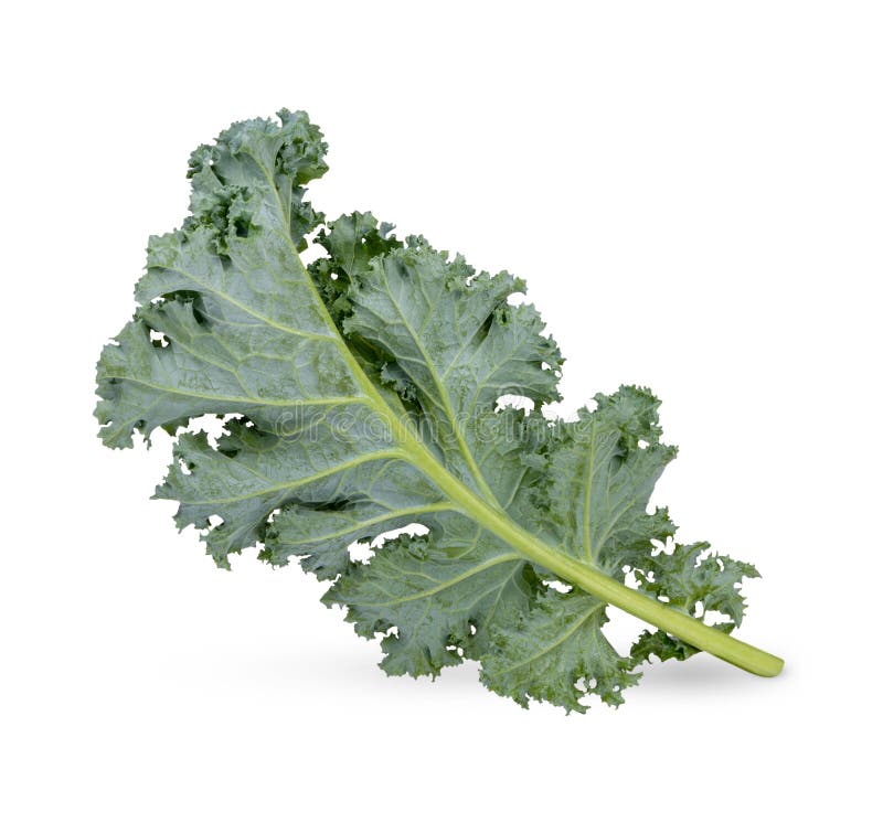 Fresh Kale Isolated on White Background Stock Image - Image of grocery ...