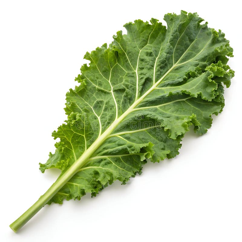 "Fresh Kale Leaf Isolated on White Background Stock Illustration ...