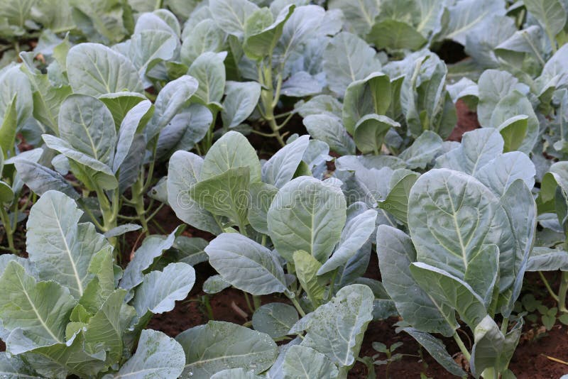 Fresh Kale of Vegetable Garden Stock Photo - Image of assortment, kale ...