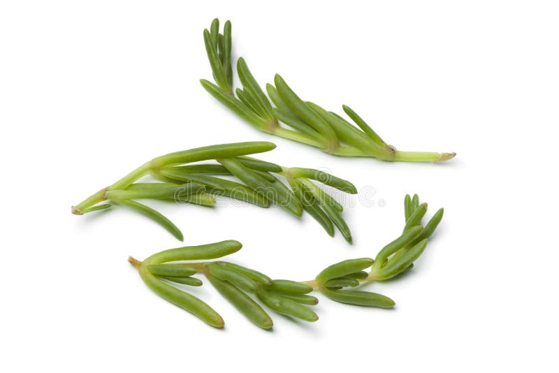 Karkalla, Carpobrotus Rossii, Or Pig Face Stock Image - Image of ...