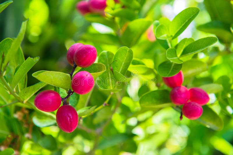 Fresh Karonda Fruit or Lime Berry Stock Photo - Image of karonda, group ...