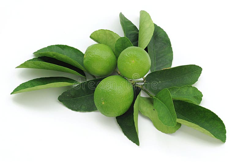 Fresh Key Limes stock photo. Image of citrus, fruit, limon - 16995370