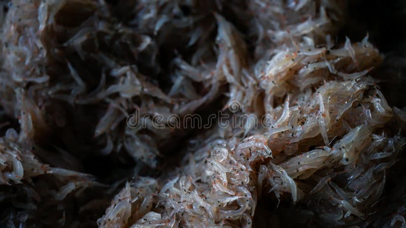 Fresh krill from the sea stock image. Image of close - 146981697