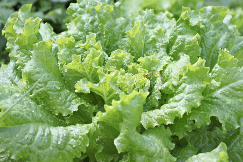 Fresh Lactuca sativa leaf. stock image. Image of object - 36930593