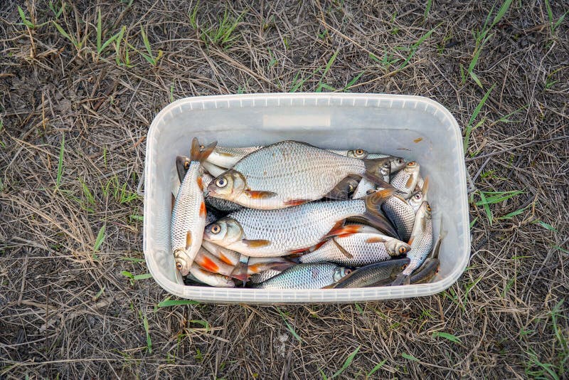 Fresh Lake Fish in Plastic Square Bucket Stock Image - Image of fresh ...