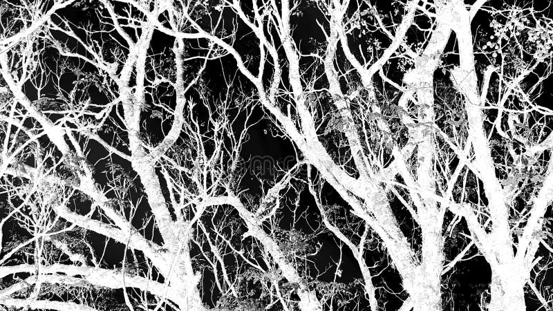 Fresh Landscape, Texture Branches of Trees in Winter Stock Photo ...