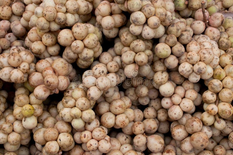Fresh Lansium Parasiticum on the Tree in the Garden, Lanzones, Lansones ...