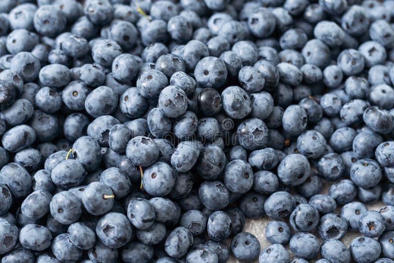 Fresh Large Blueberry. Close-up Background Stock Photo - Image of ...